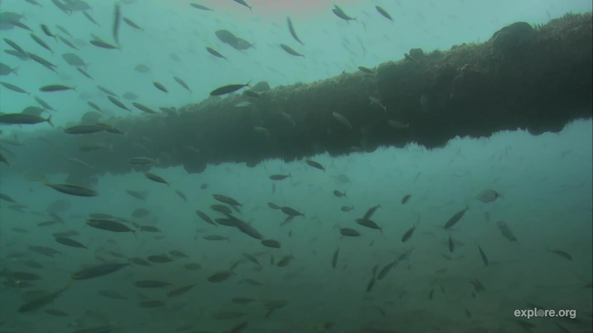 Sharks in the Atlantic Snapshots | Explore.org