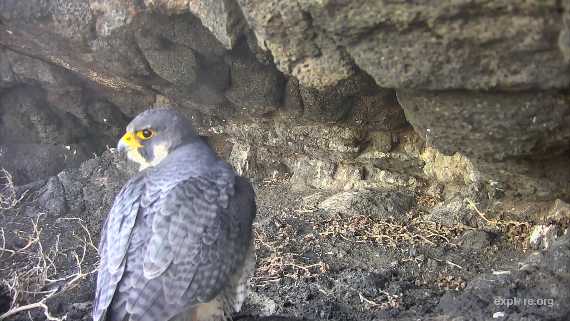 Anacapa Peregrine Falcon Cam Snapshots | Explore.org