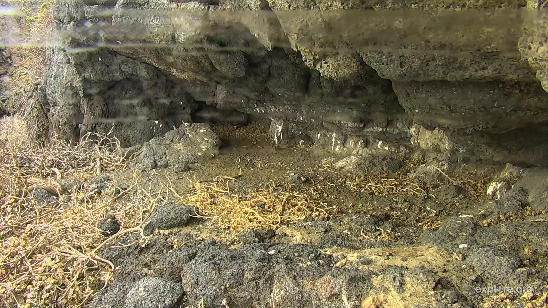 Anacapa Peregrine Falcon Cam Snapshots | Explore.org