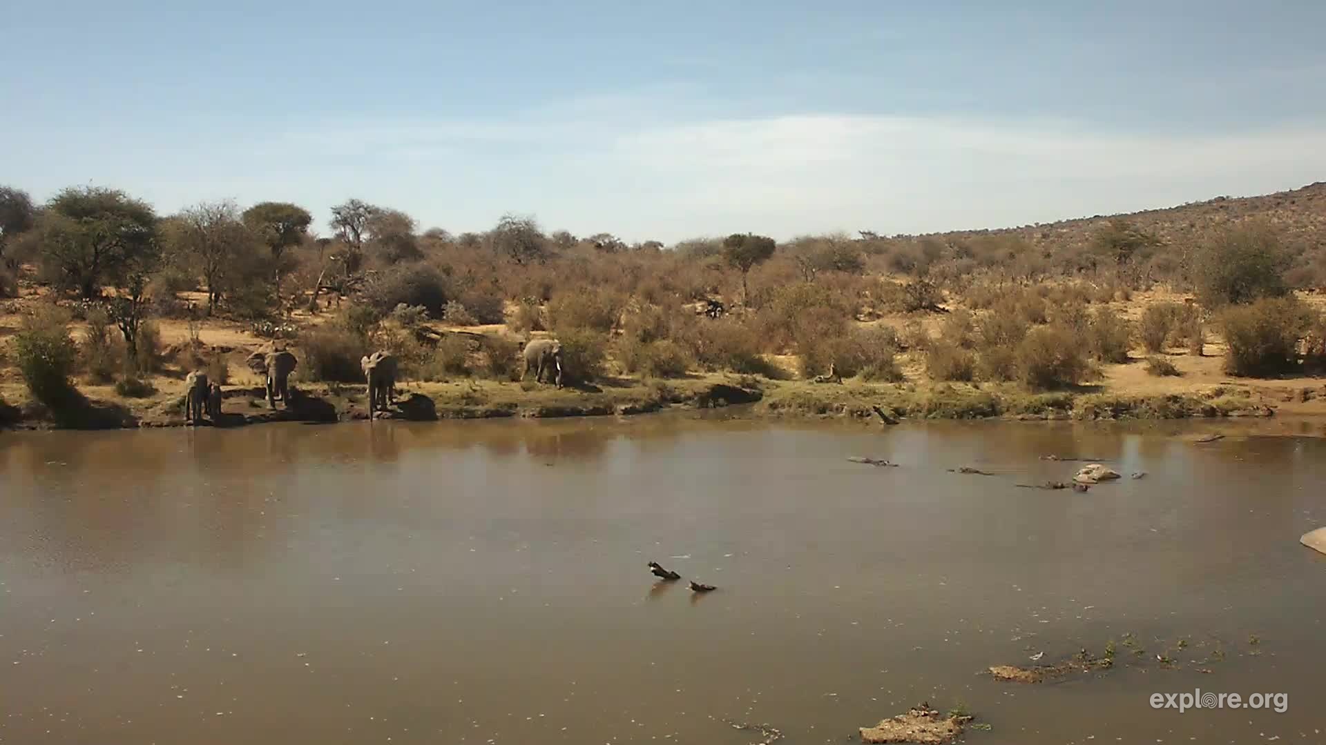 African Safari Snapshots | Explore.org