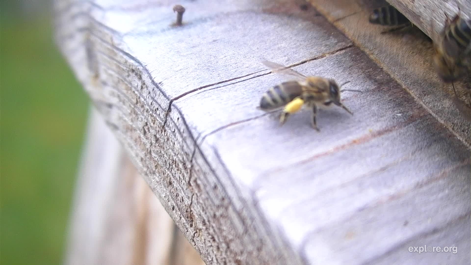 Honey Bee Landing Zone Snapshots | Explore.org