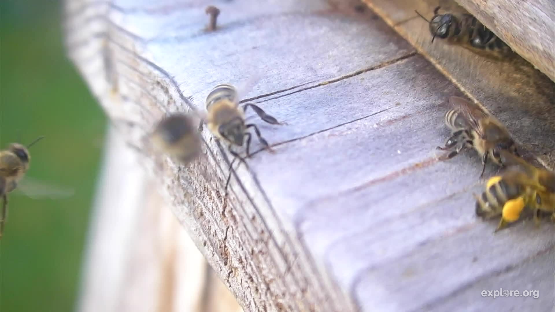 Honey Bee Landing Zone Snapshots | Explore.org