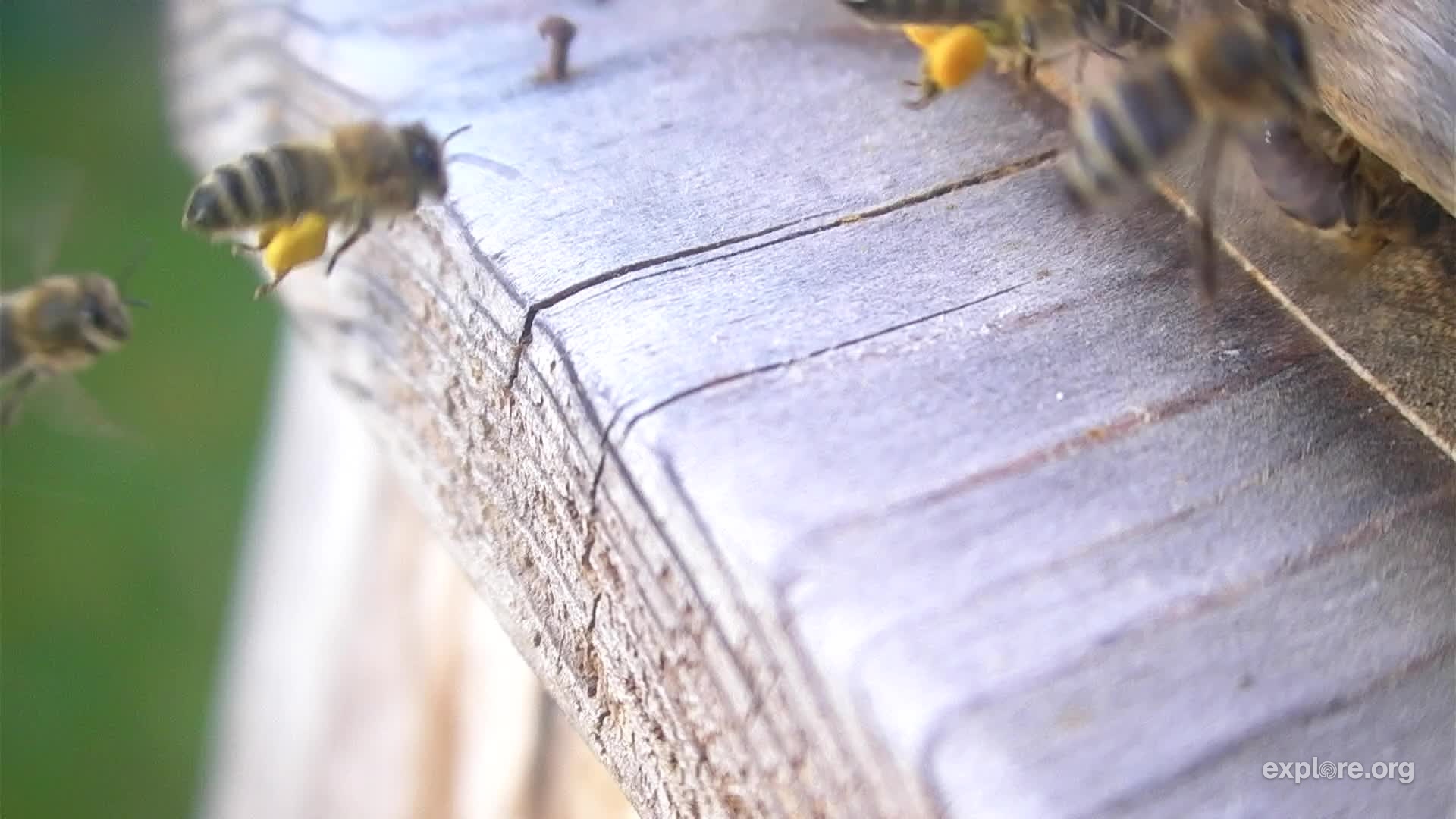 Honey Bee Landing Zone Snapshot taken by drc | Explore.org