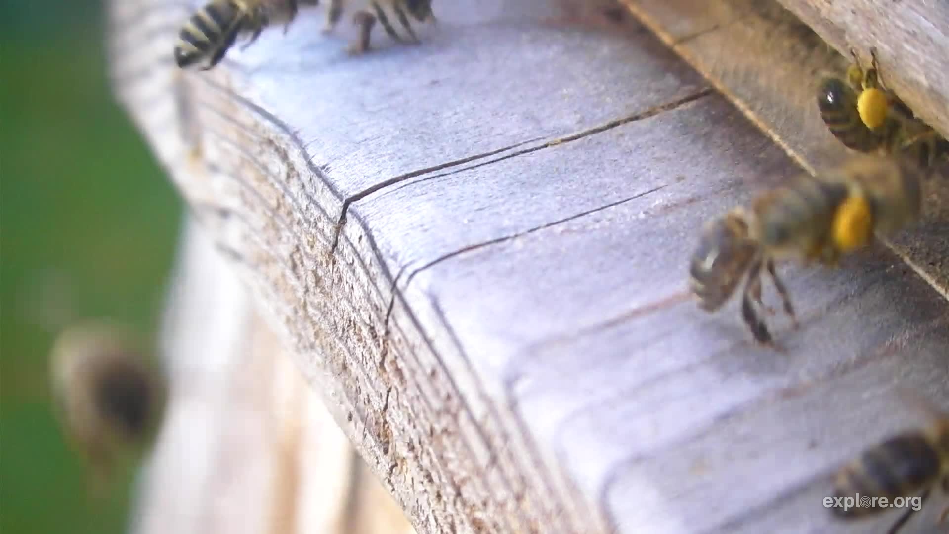 Honey Bee Landing Zone Snapshots | Explore.org