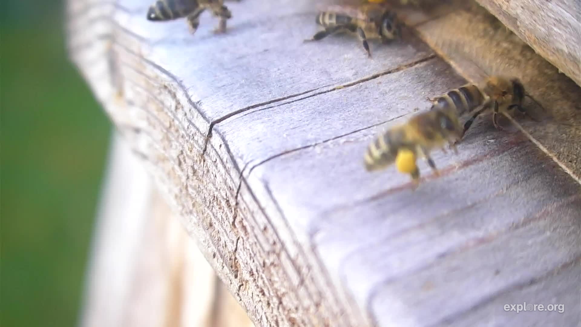 Honey Bee Landing Zone Snapshots | Explore.org