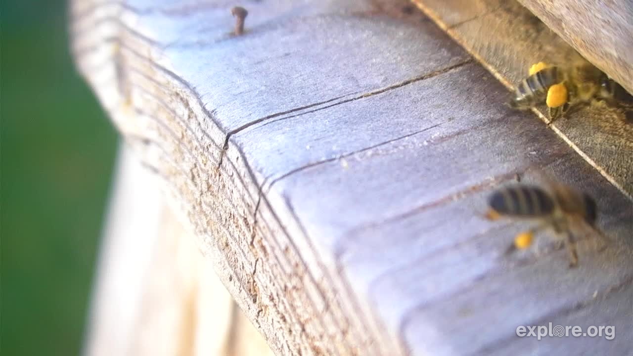 Honey Bee Landing Zone Snapshots | Explore.org