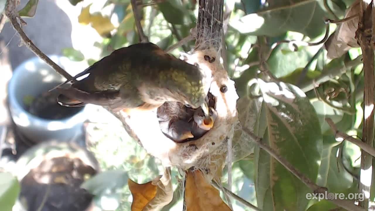 Bella Hummingbird Nest Snapshots | Explore.org
