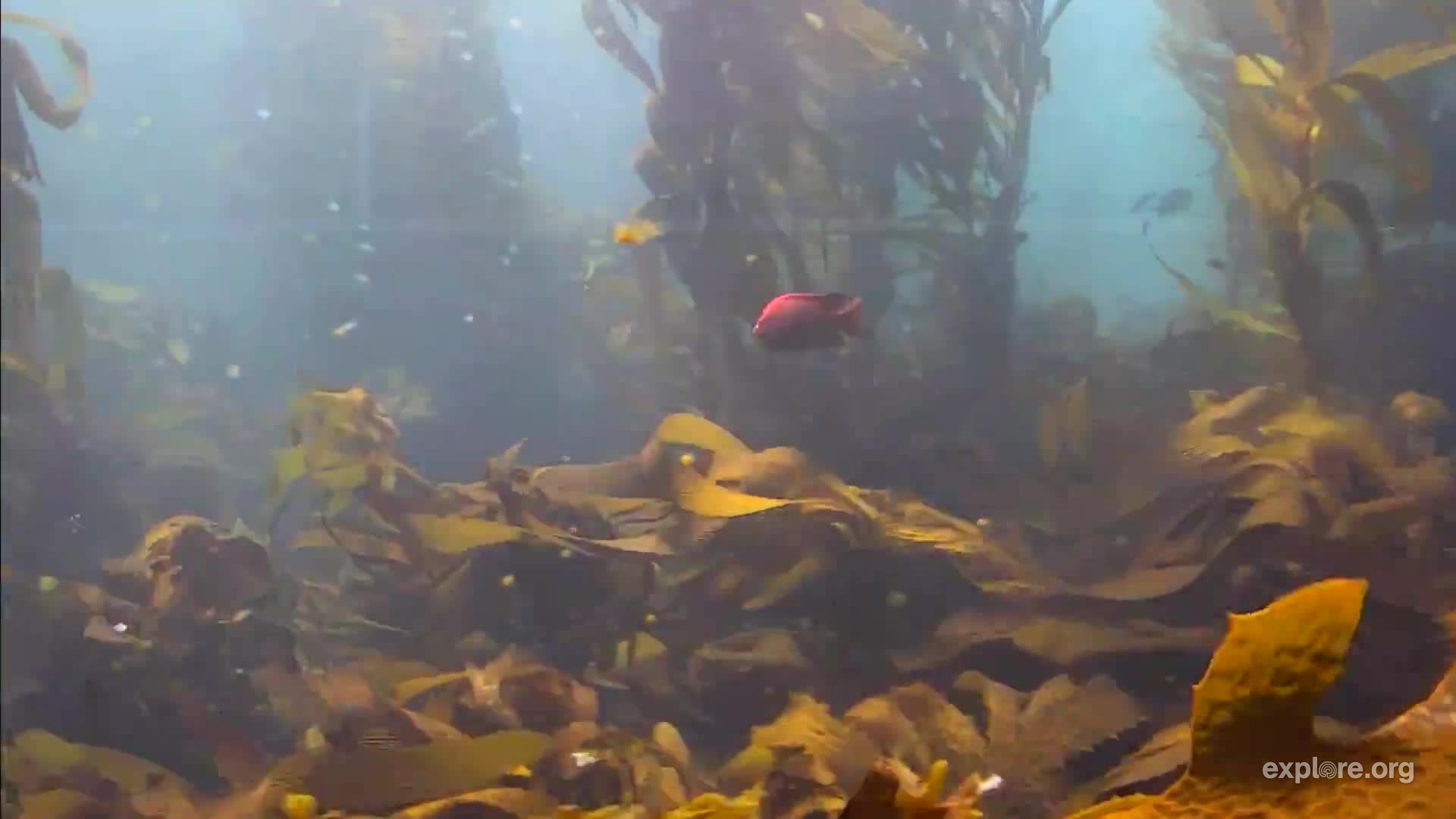 Snapshots | Explore.org