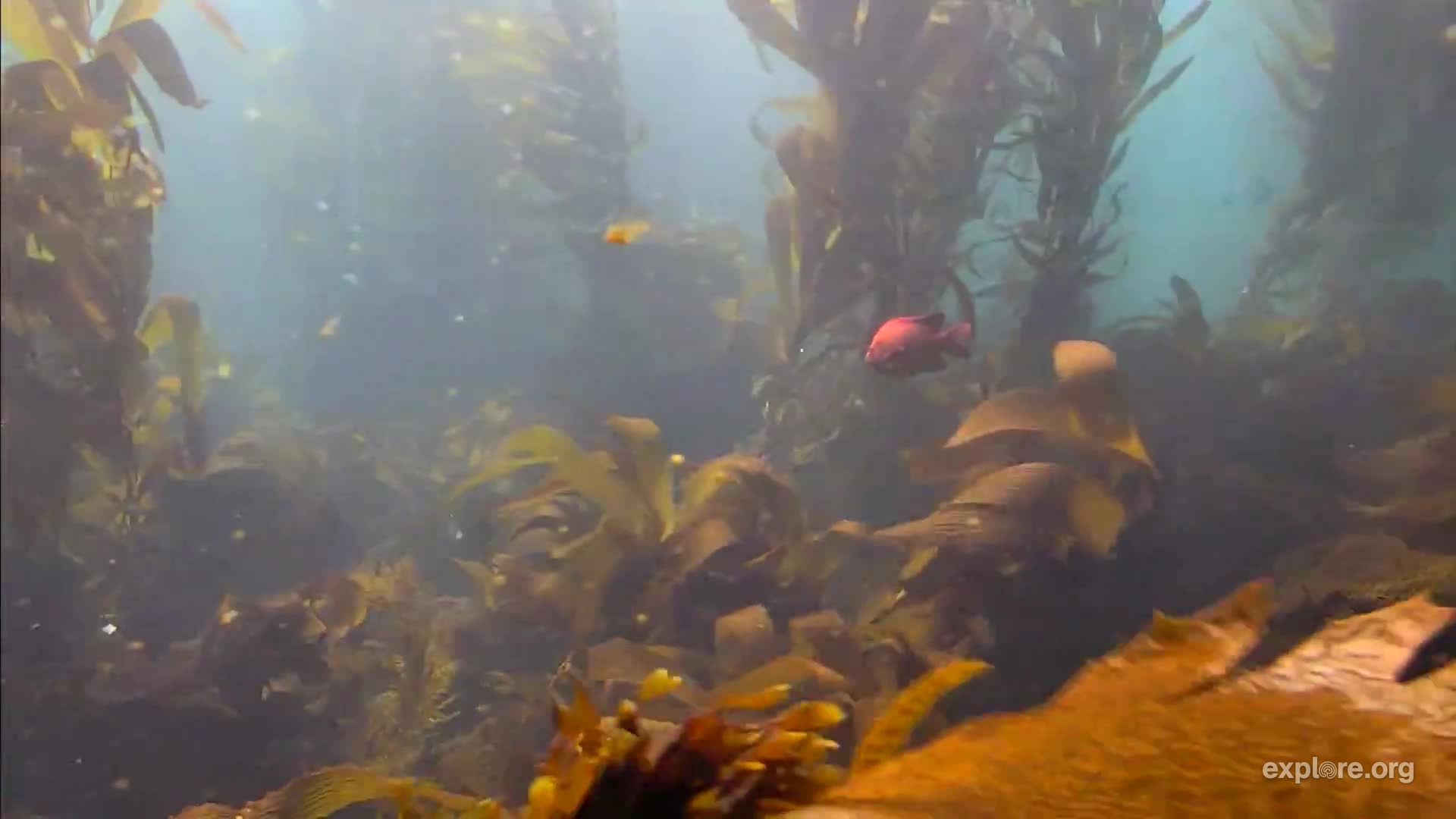 Snapshots | Explore.org