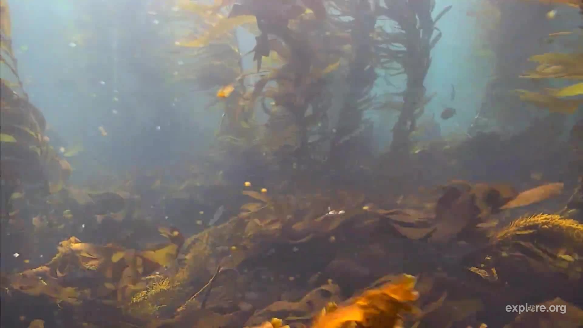 Snapshots | Explore.org