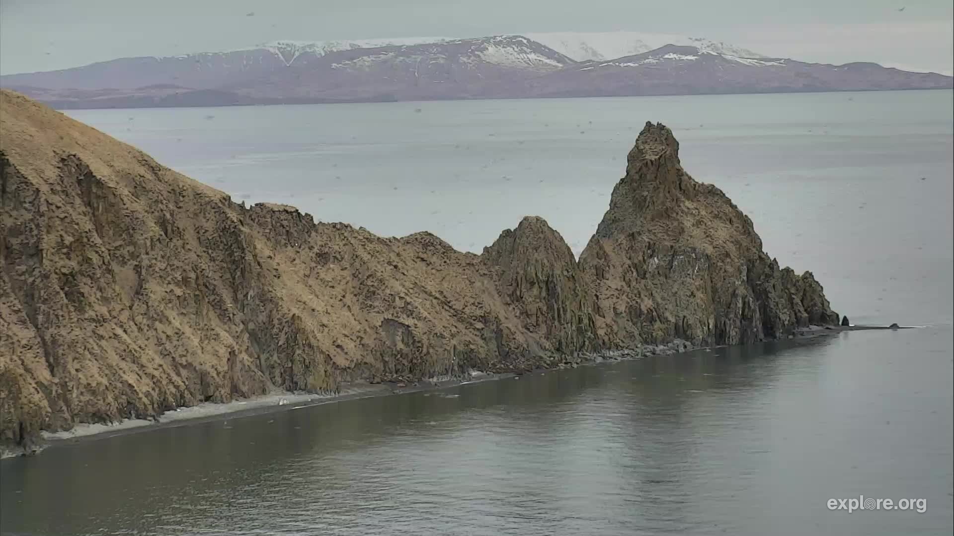 Snapshots | Explore.org