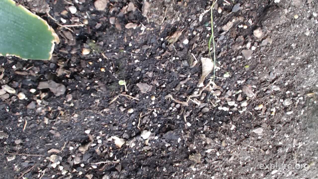 Bella Hummingbird Nest Snapshots | Explore.org