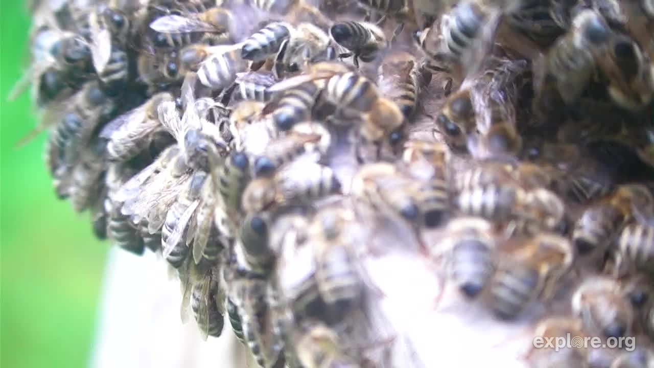 Honey Bee Landing Zone Snapshot taken by Starry | Explore.org