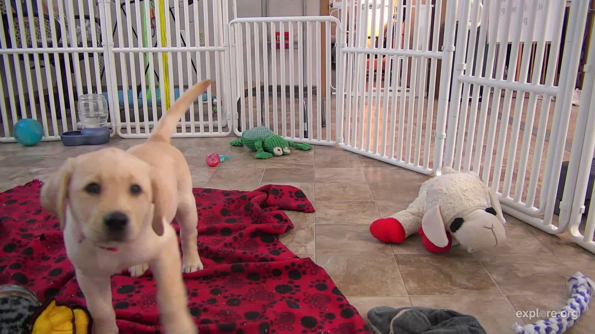 Puppy Playroom at Warrior Canine Connection Snapshots | Explore.org