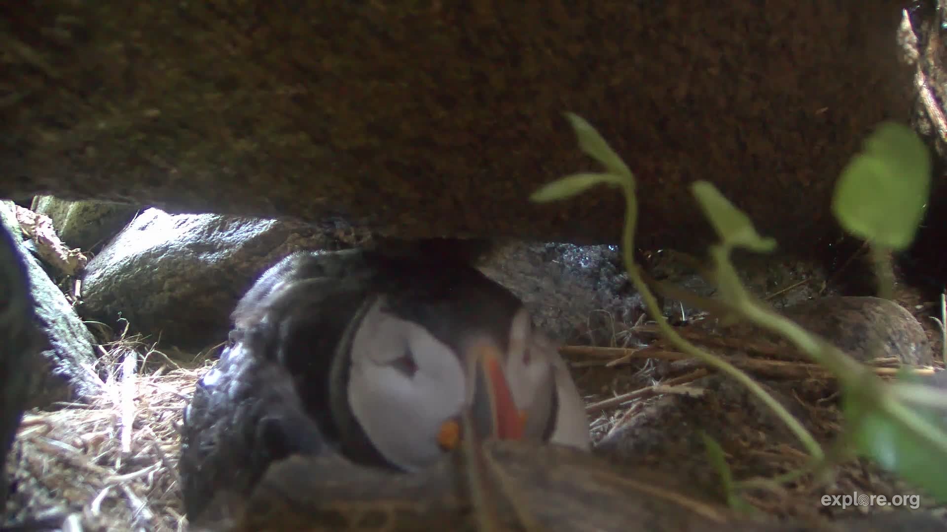 Puffin Burrow Snapshots | Explore.org