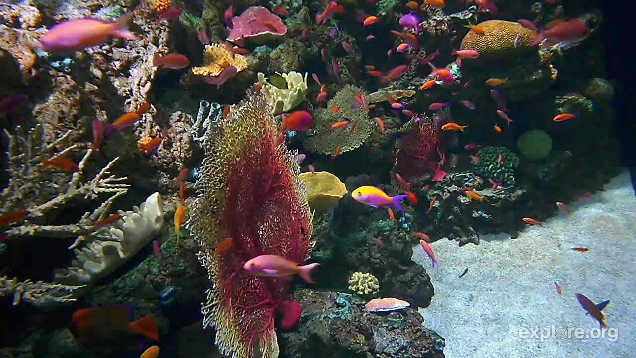 Tropical Fish Snapshots | Explore.org