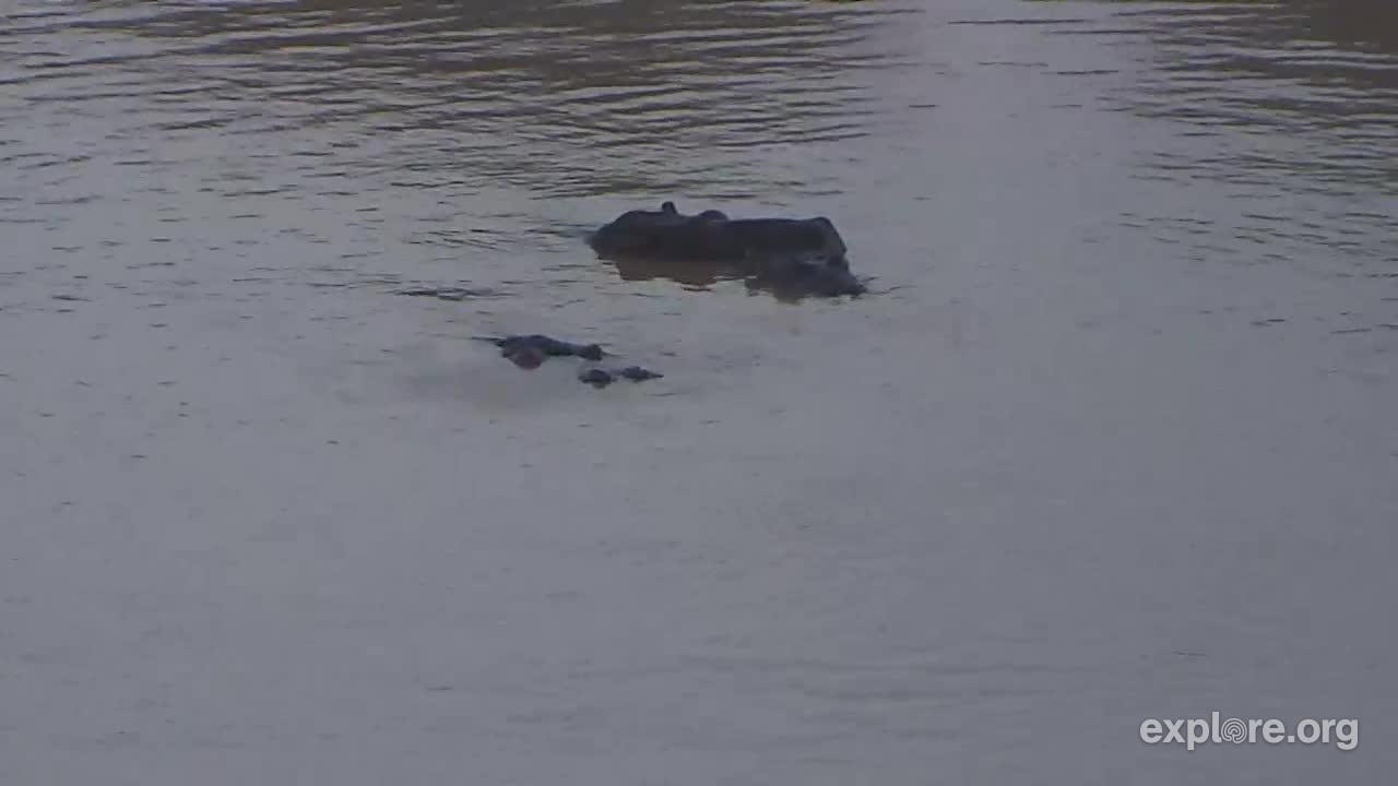 African Animals Snapshots | Explore.org