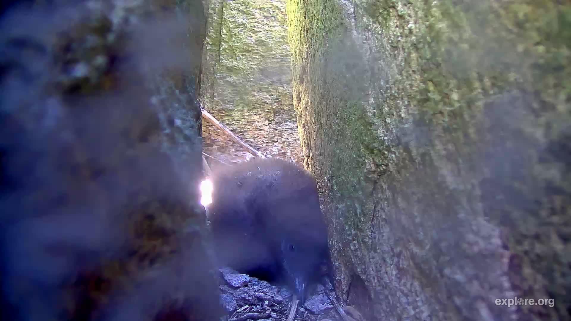 Snapshots | Explore.org