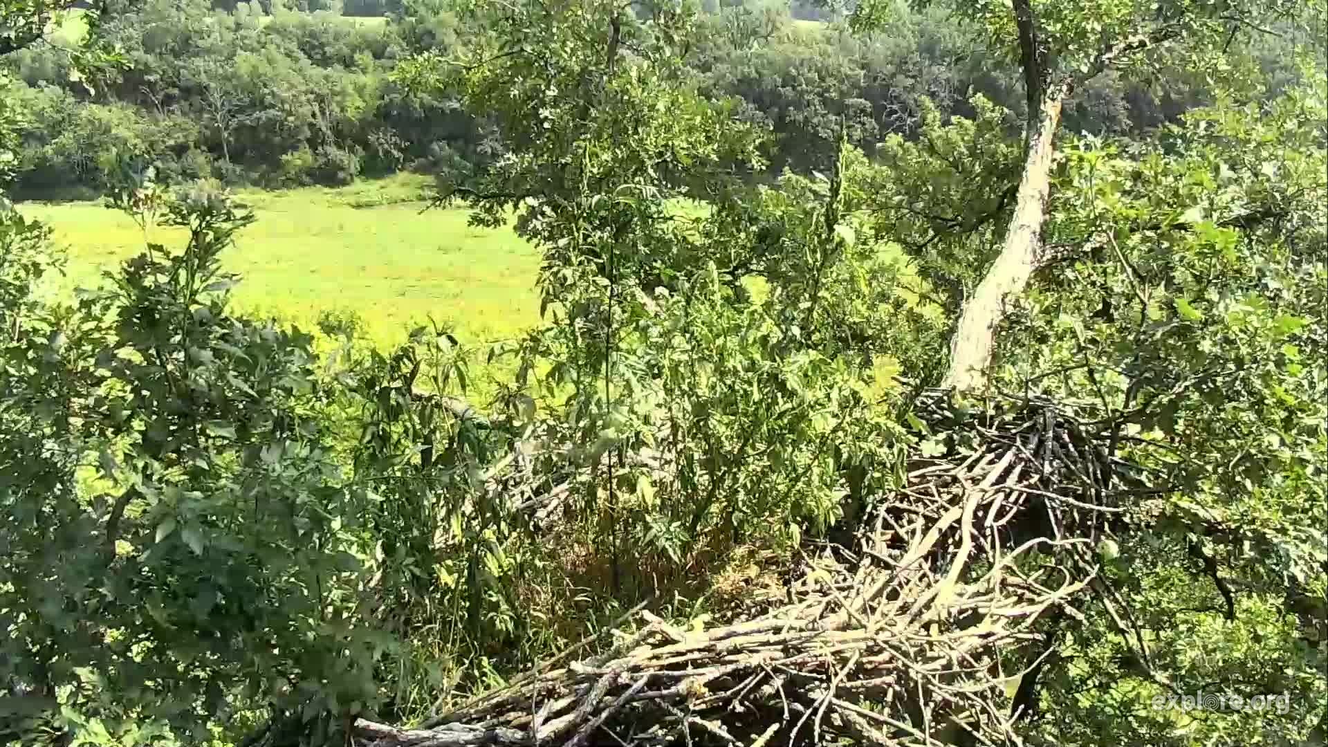 Decorah North Eagles Snapshots | Explore.org