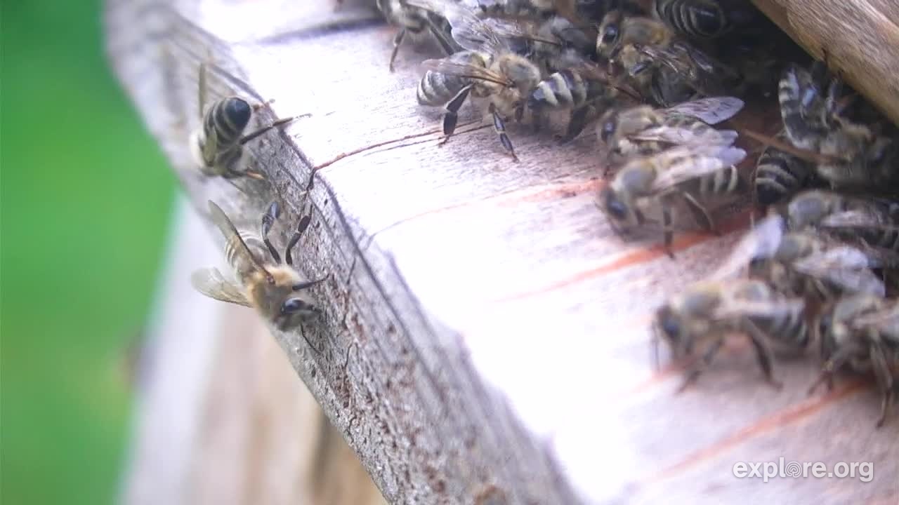 Honey Bee Landing Zone Snapshots | Explore.org