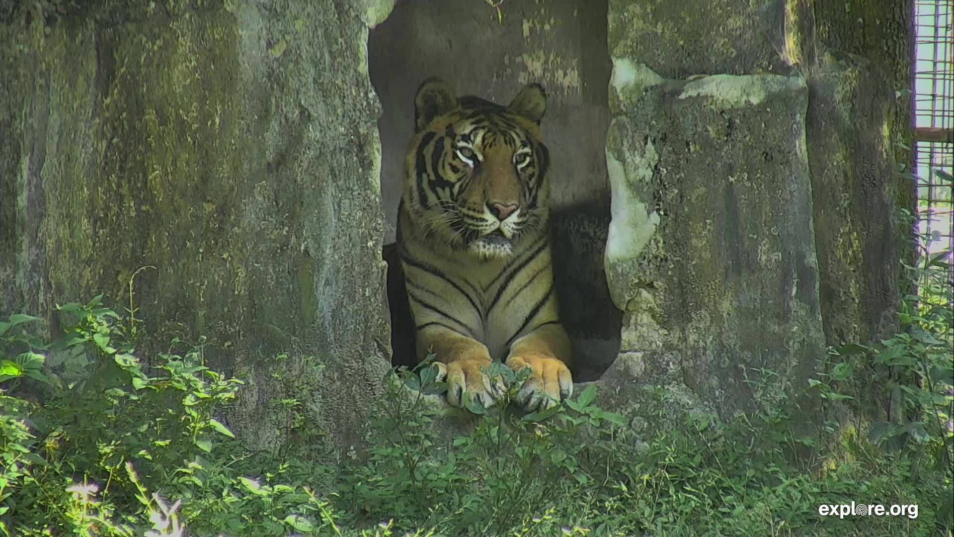 Tiger Lake Snapshot taken by beakie beakie | Explore.org