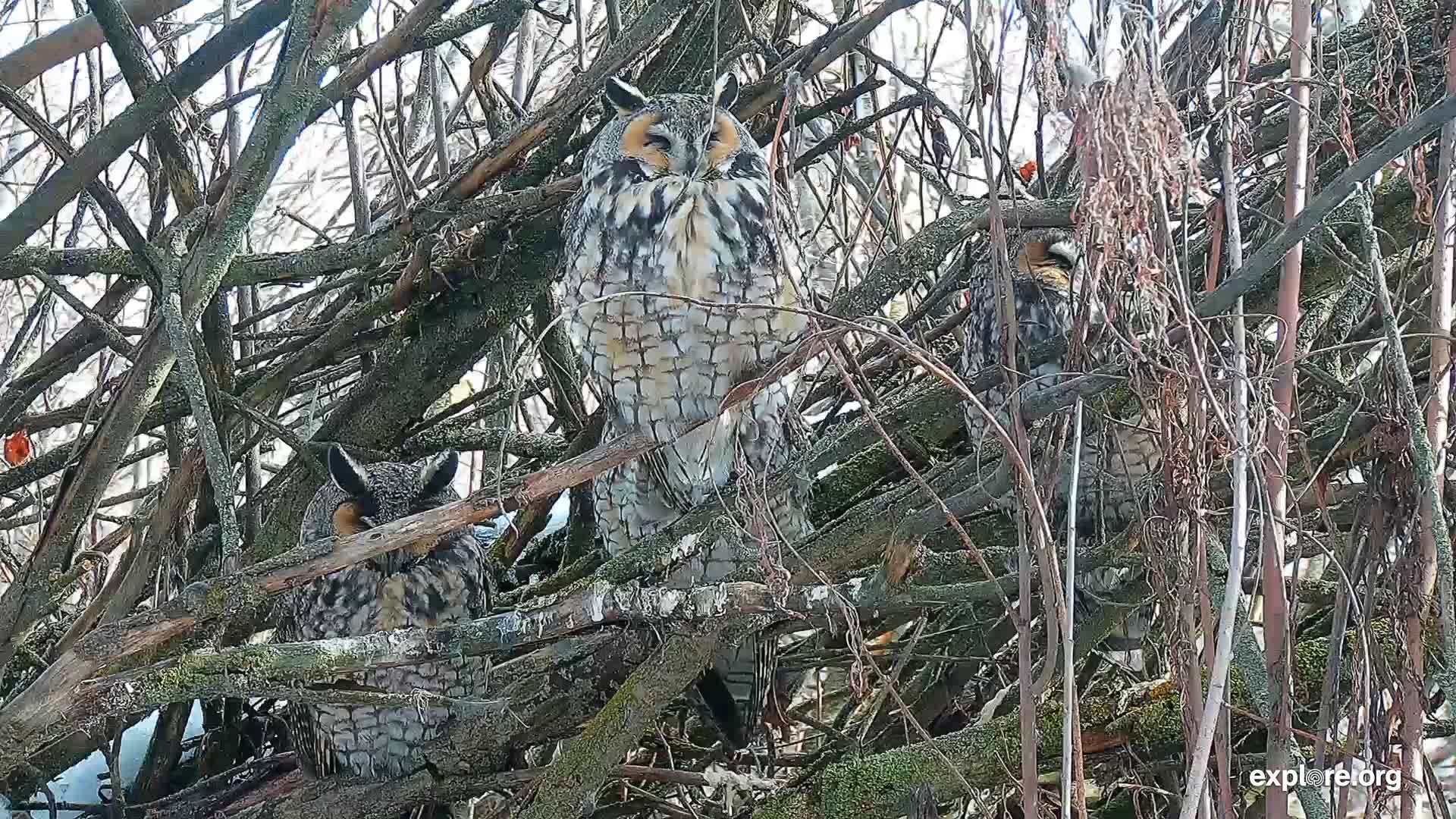 Long-Eared Owl Nest Winter Roost Snapshot taken by KathyDaly | Explore.org