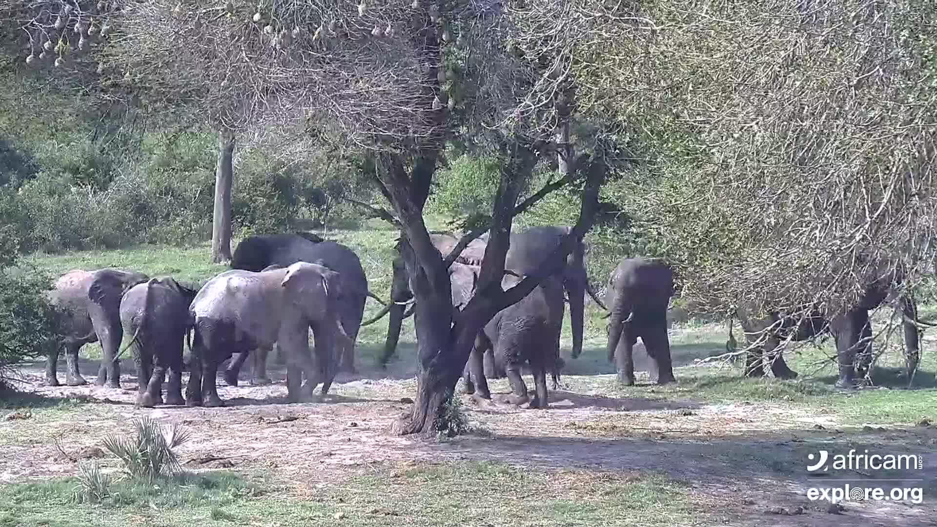 Tembe Elephant Park Snapshot taken by Namjoon | Explore.org