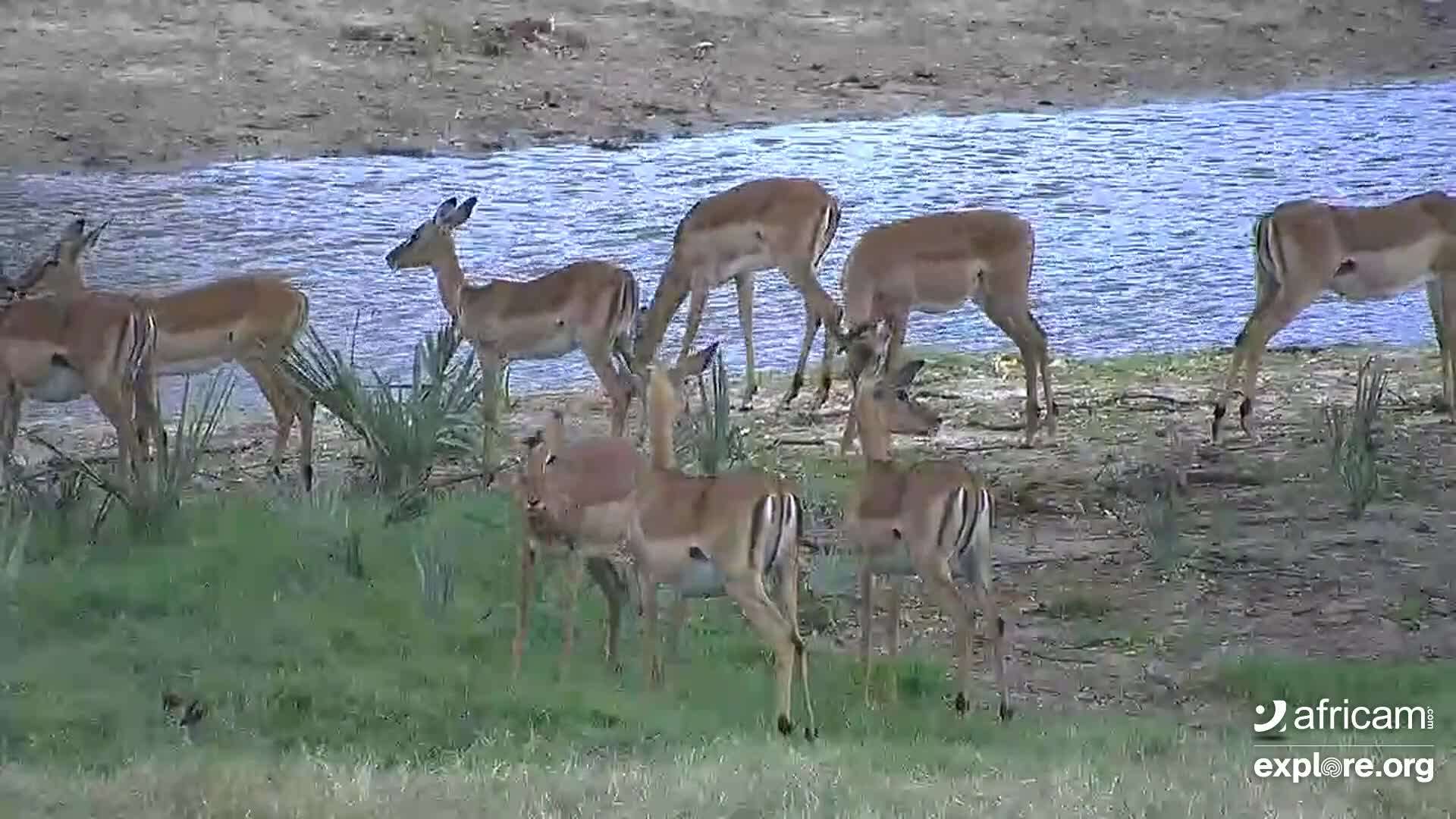 Tembe Elephant Park Snapshot taken by Namjoon | Explore.org