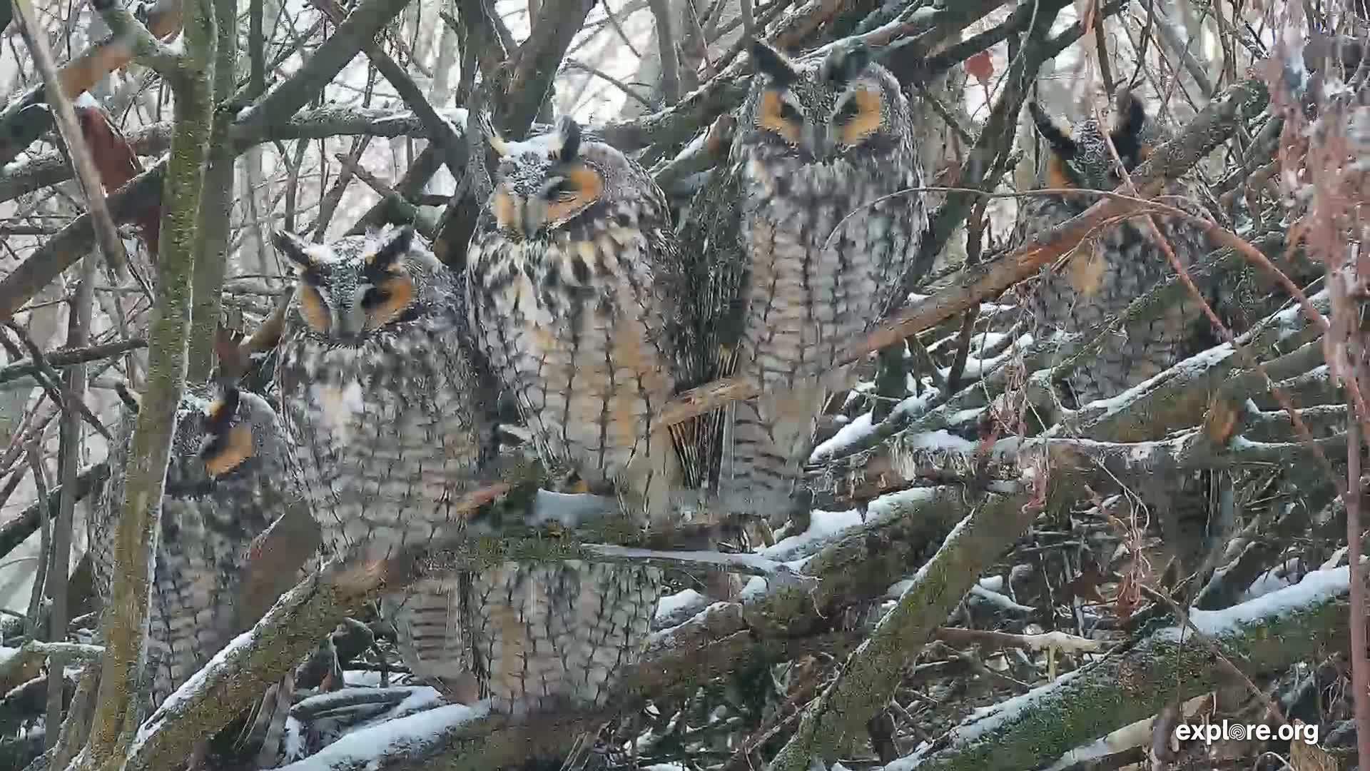 Long-Eared Owl Nest Winter Roost Snapshot taken by KathyDaly | Explore.org