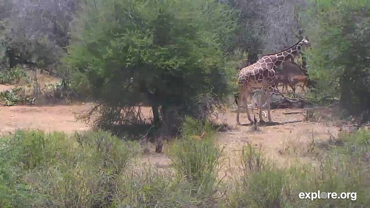 African Animals Snapshot taken by Darlene Martin | Explore.org