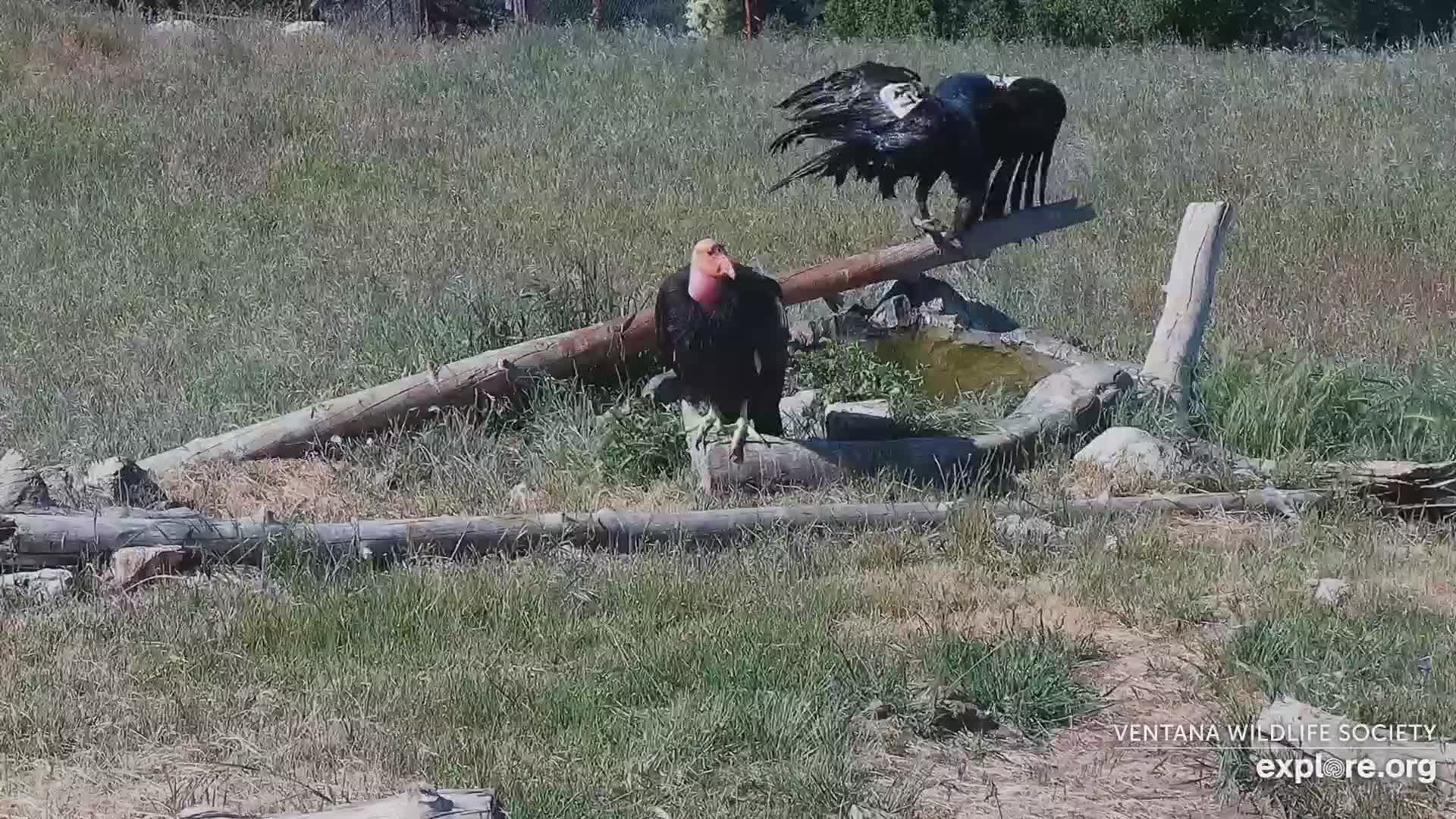 Big Sur Condor Roost cam Snapshot taken by DeSledge | Explore.org