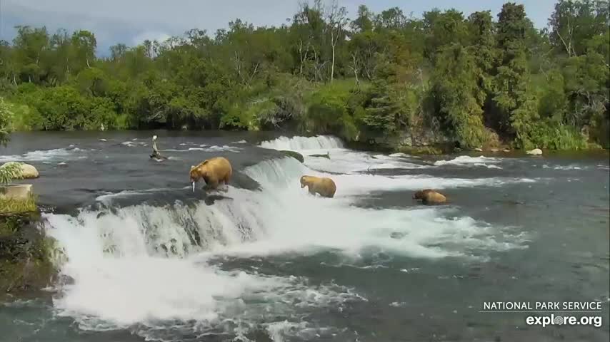 Disqus - Bear Cam - live from Brooks Falls in Katmai National Park ...