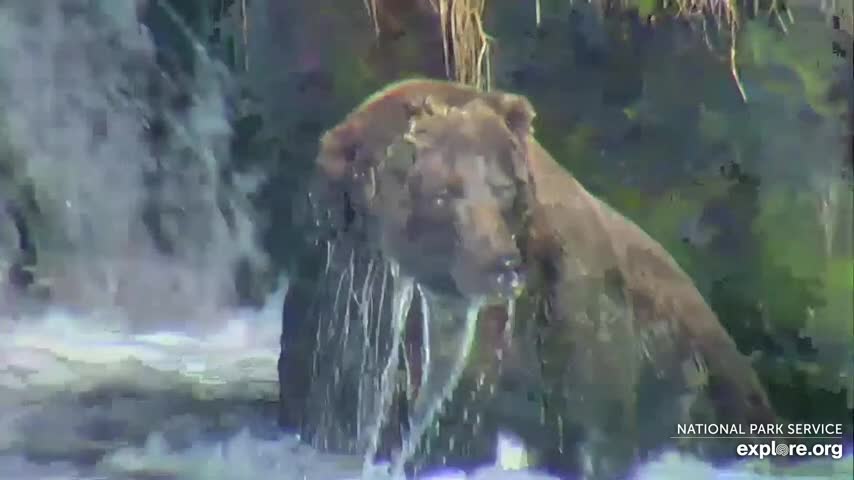 Disqus - Bear Cam - live from Brooks Falls in Katmai National Park ...