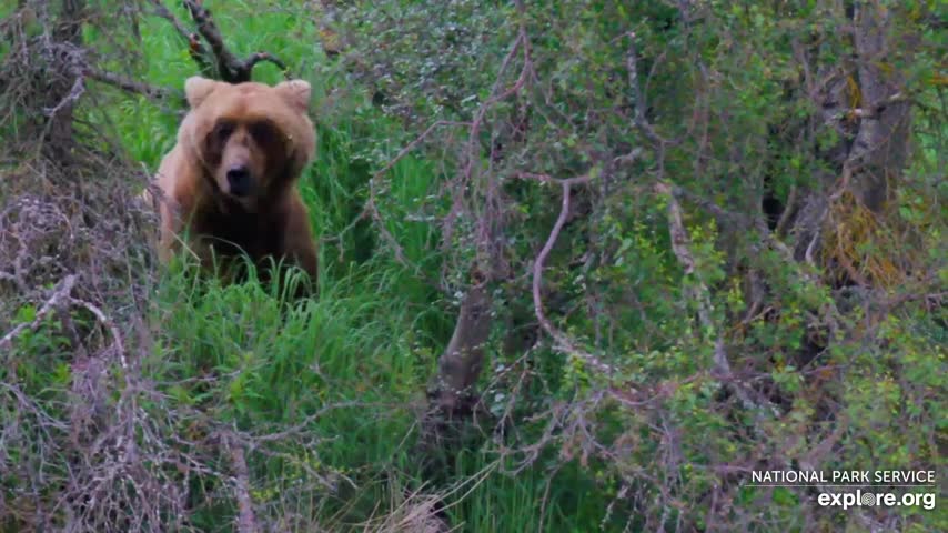 Disqus - Bear Cam - live from Brooks Falls in Katmai National Park ...