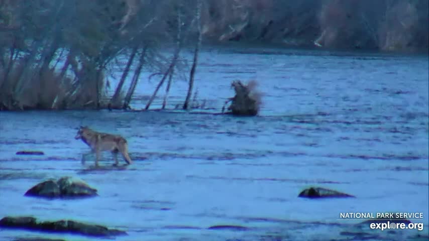 Disqus - Bear Cam - live from Brooks Falls in Katmai National Park ...