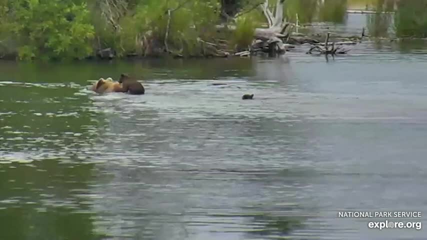 Disqus - Bear Cam - live from Brooks Falls in Katmai National Park ...
