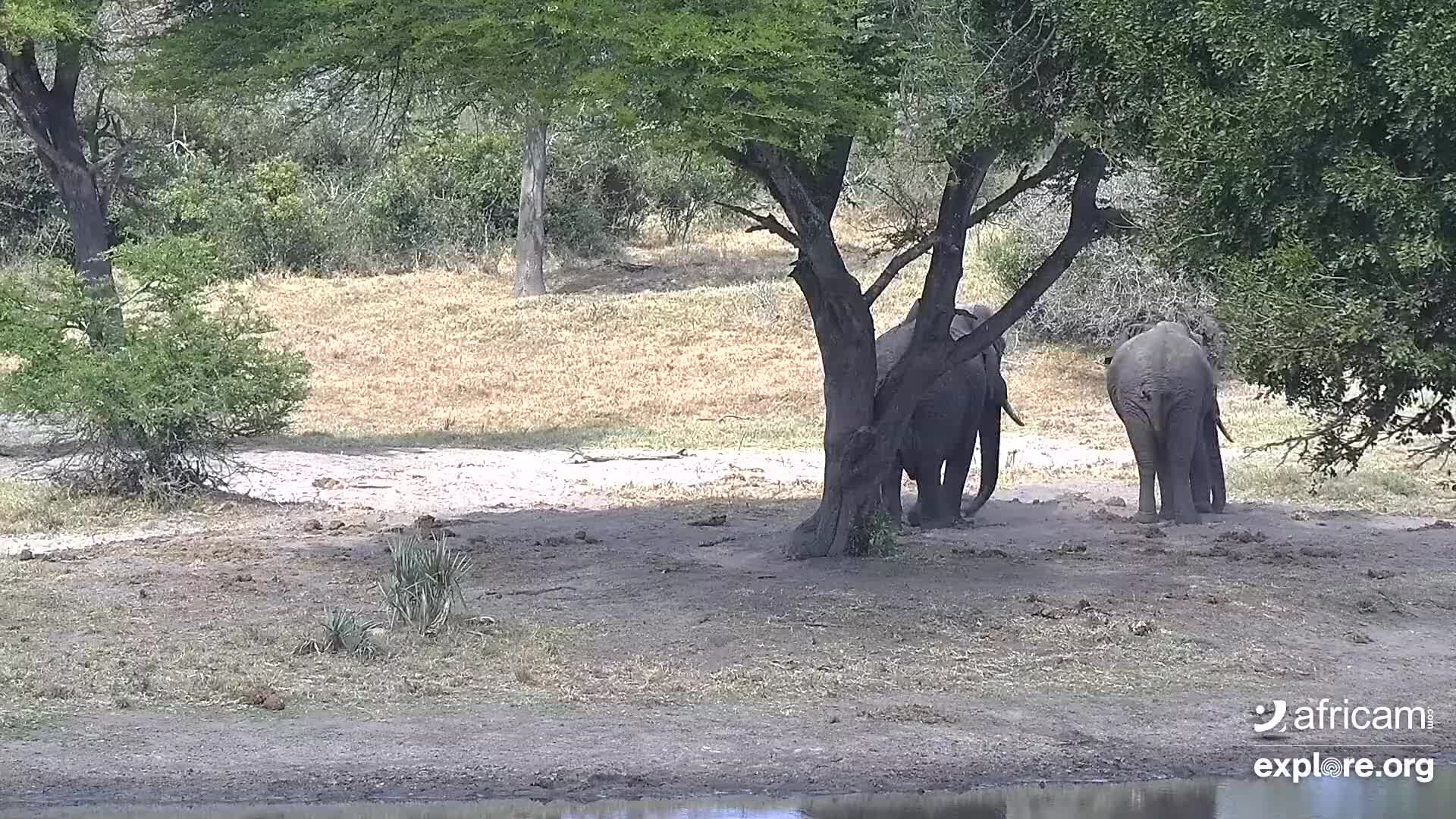 Tembe Elephant Park Snapshot taken by Namjoon | Explore.org