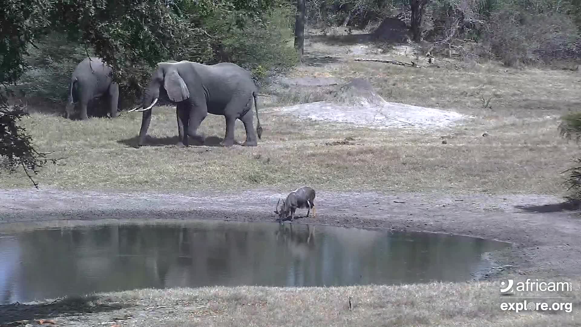 Tembe Elephant Park Snapshot taken by Namjoon | Explore.org