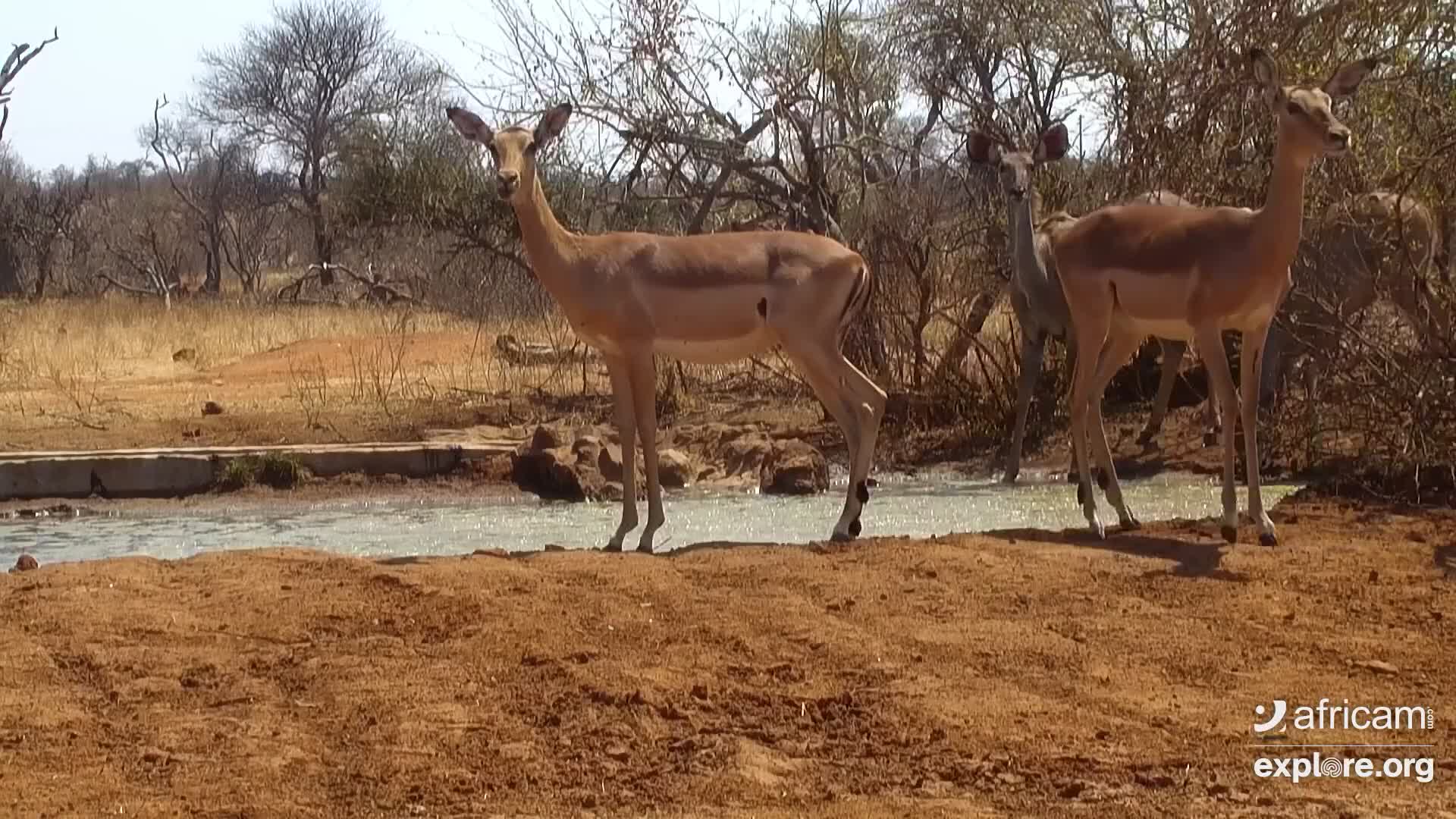 The Naledi Cat-EYE Snapshot taken by Namjoon | Explore.org