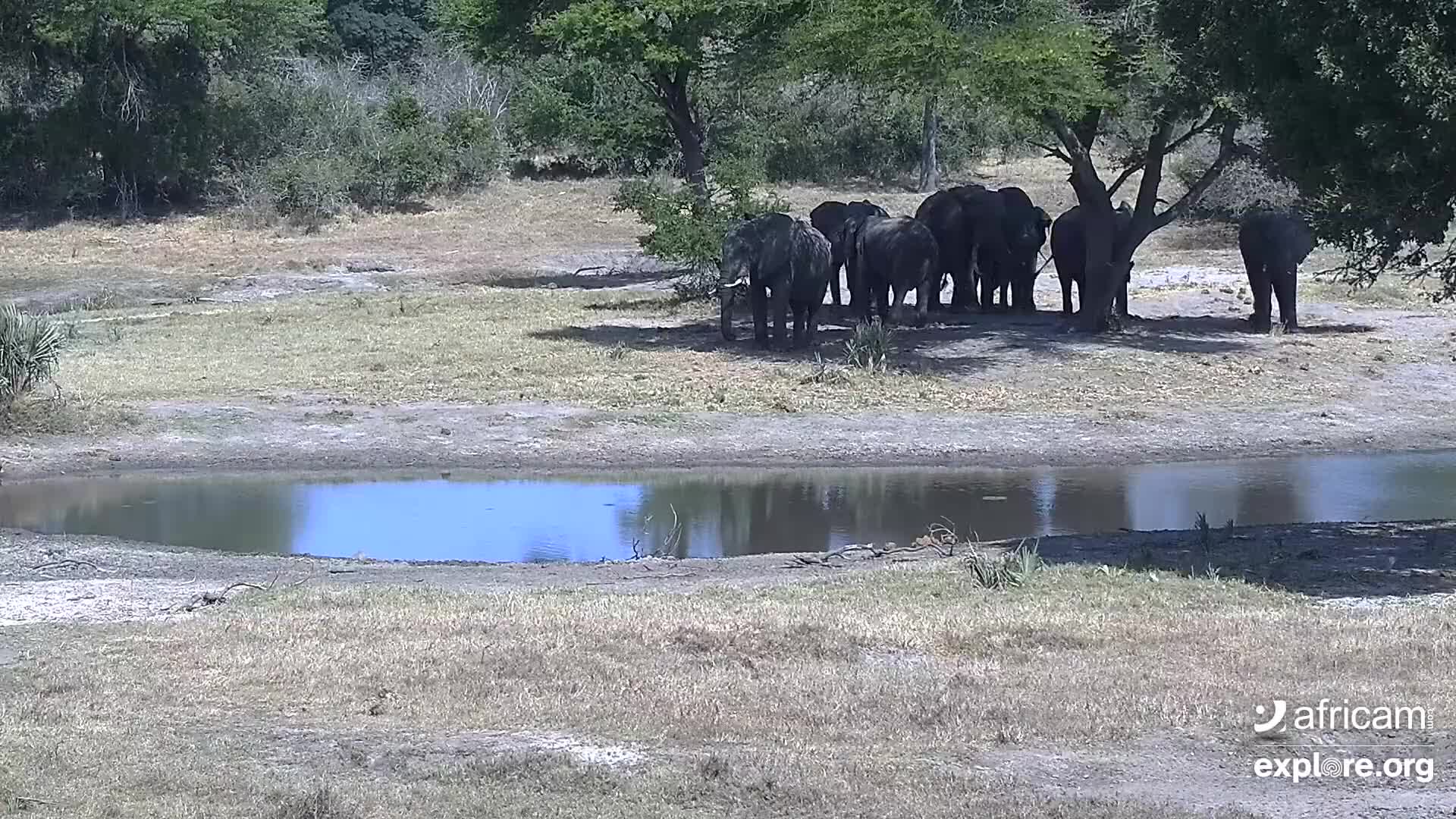 Tembe Elephant Park Snapshot taken by Namjoon | Explore.org