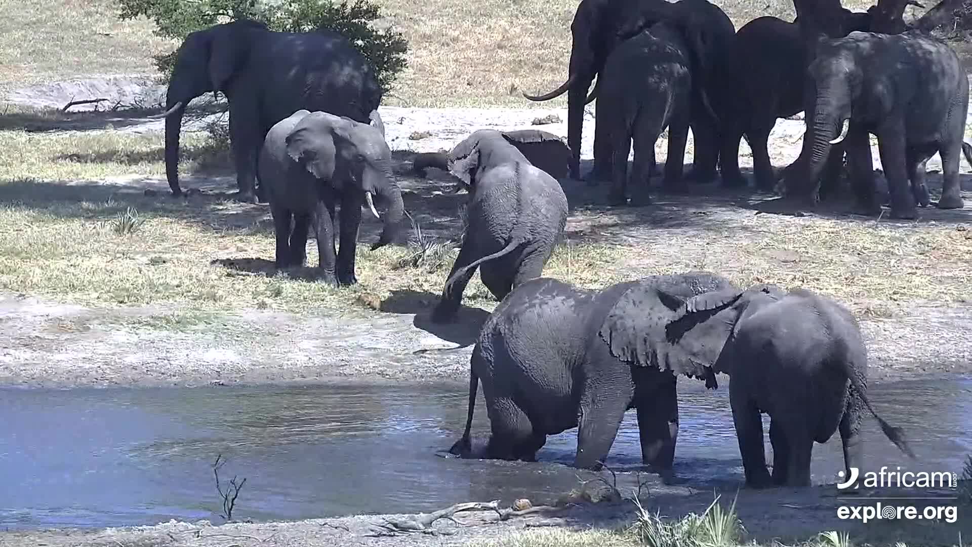 Tembe Elephant Park Snapshot taken by Namjoon | Explore.org