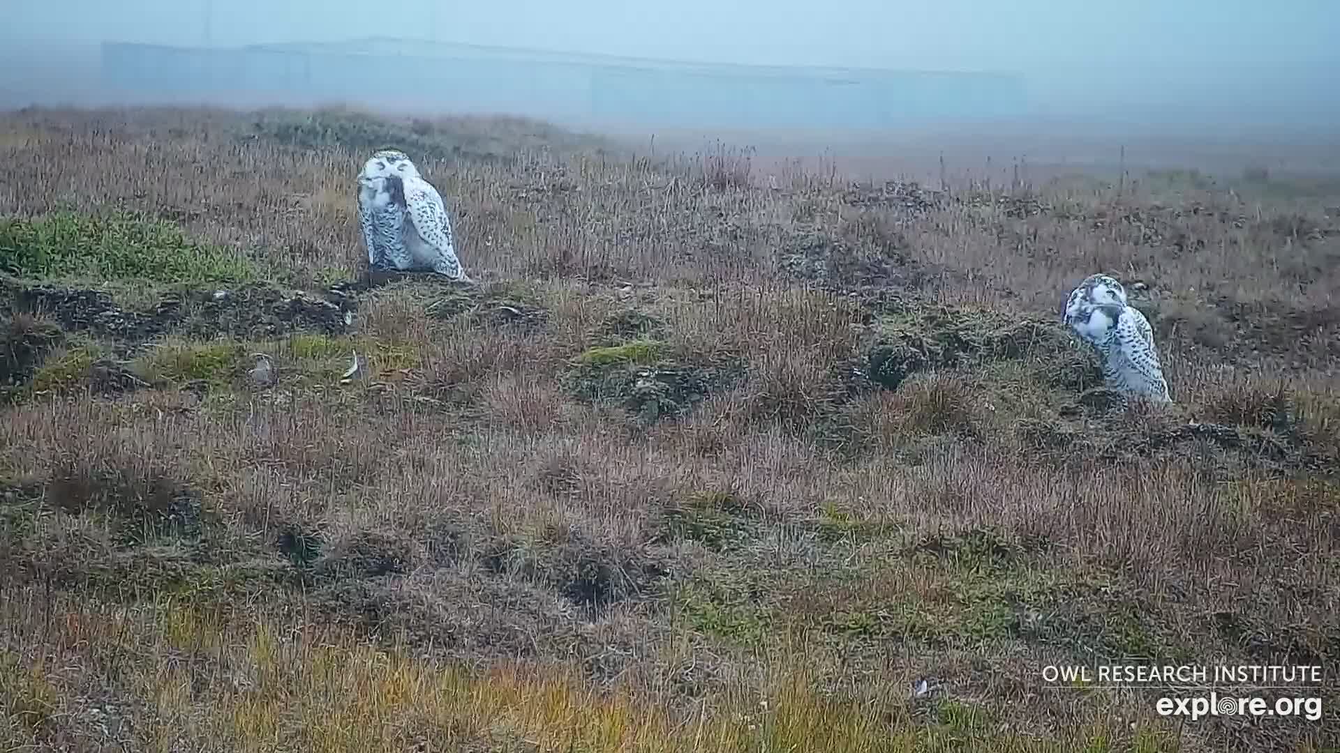 Arctic Snowy Owl - Nesting Cam Snapshot taken by KathyDaly | Explore.org