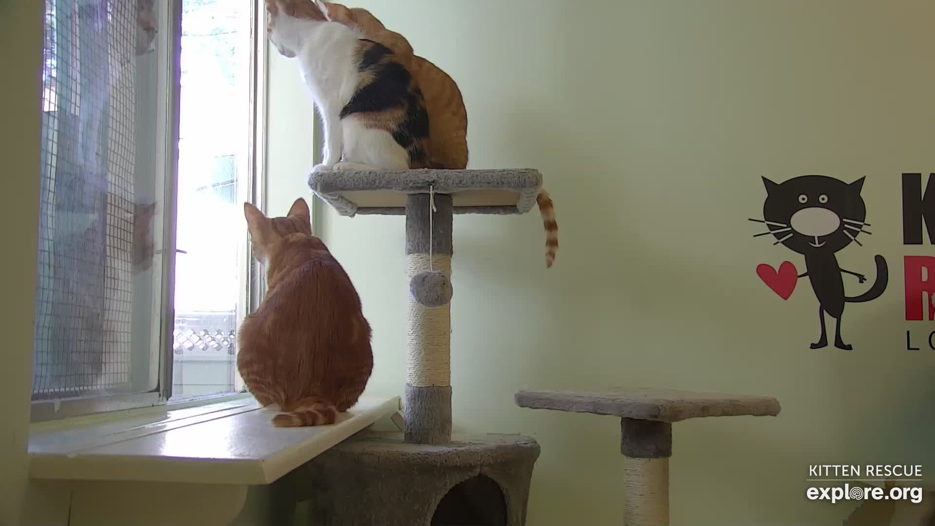 Kitten Rescue Sanctuary Snapshot taken by jdy4wildlife | Explore.org