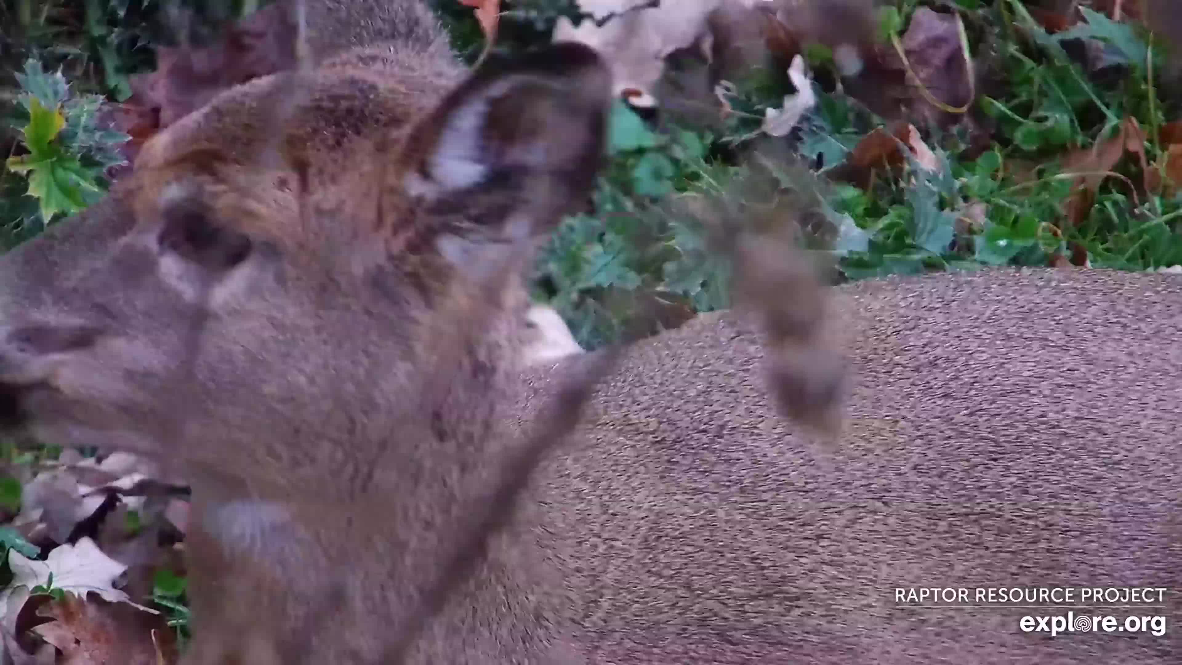Decorah North Eagles Snapshot taken by GABear ☃️ | Explore.org