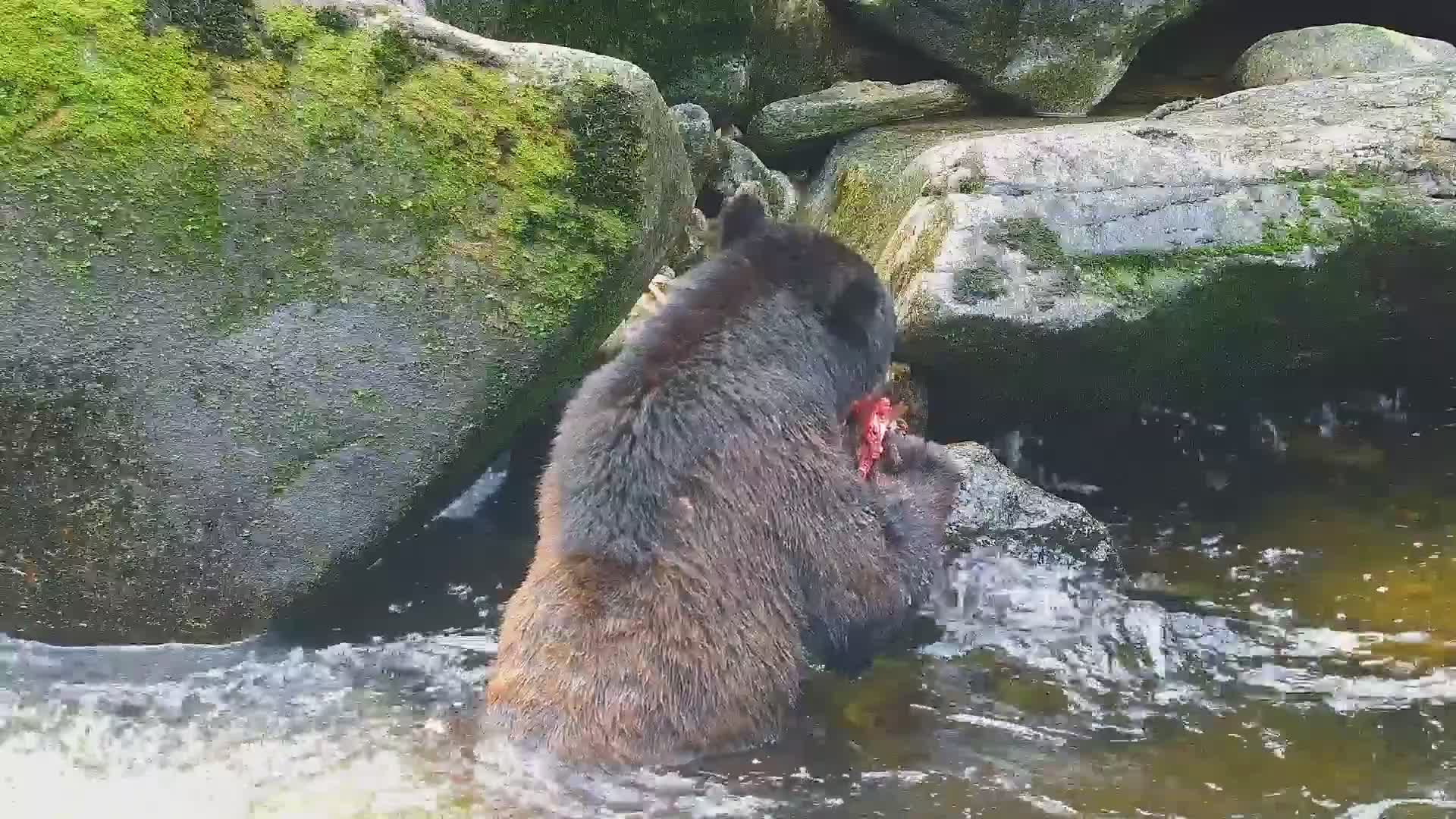 Anan Wildlife Observatory Lower Falls and Caves Snapshot taken by Spirit_B | Explore.org