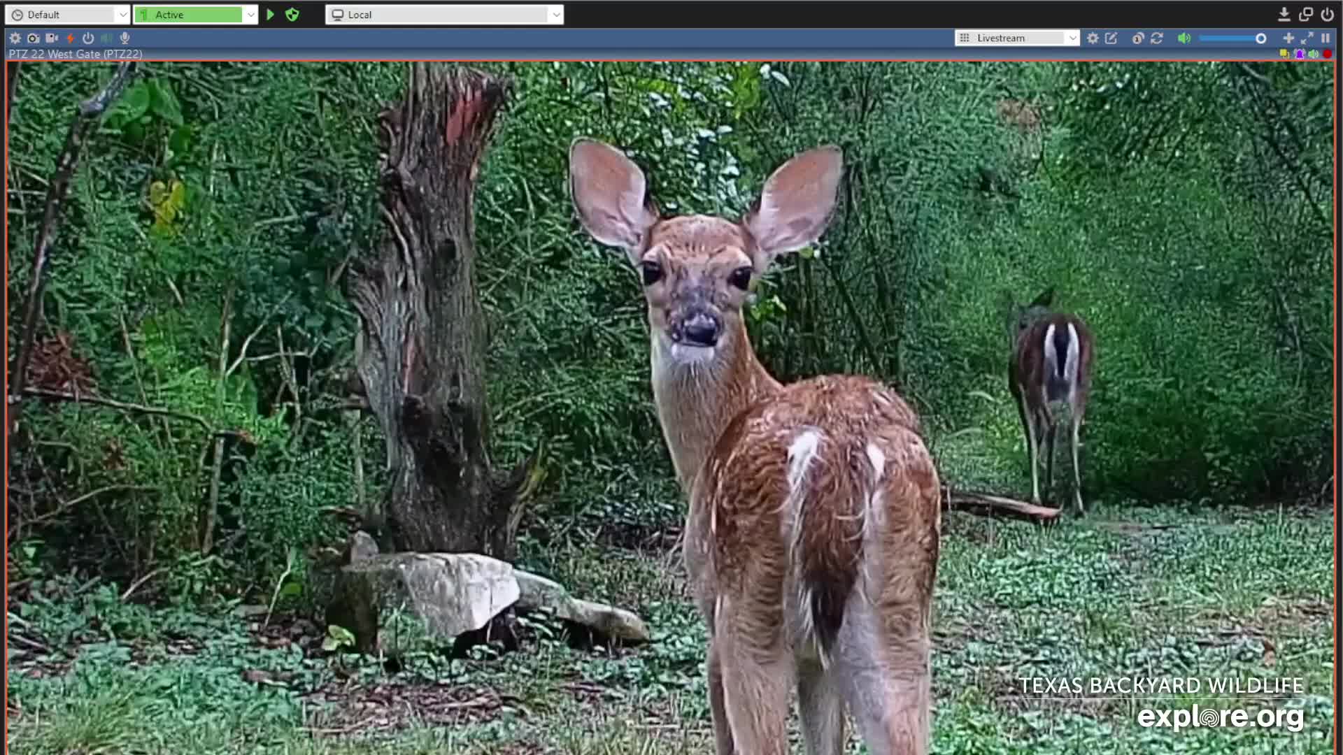 Texas Wildlife in an Austin Backyard Snapshot taken by Fernhall ...