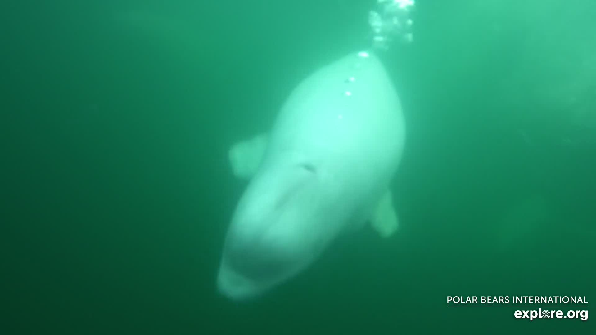 Beluga Boat - Underwater Snapshot taken by Cloud | Explore.org