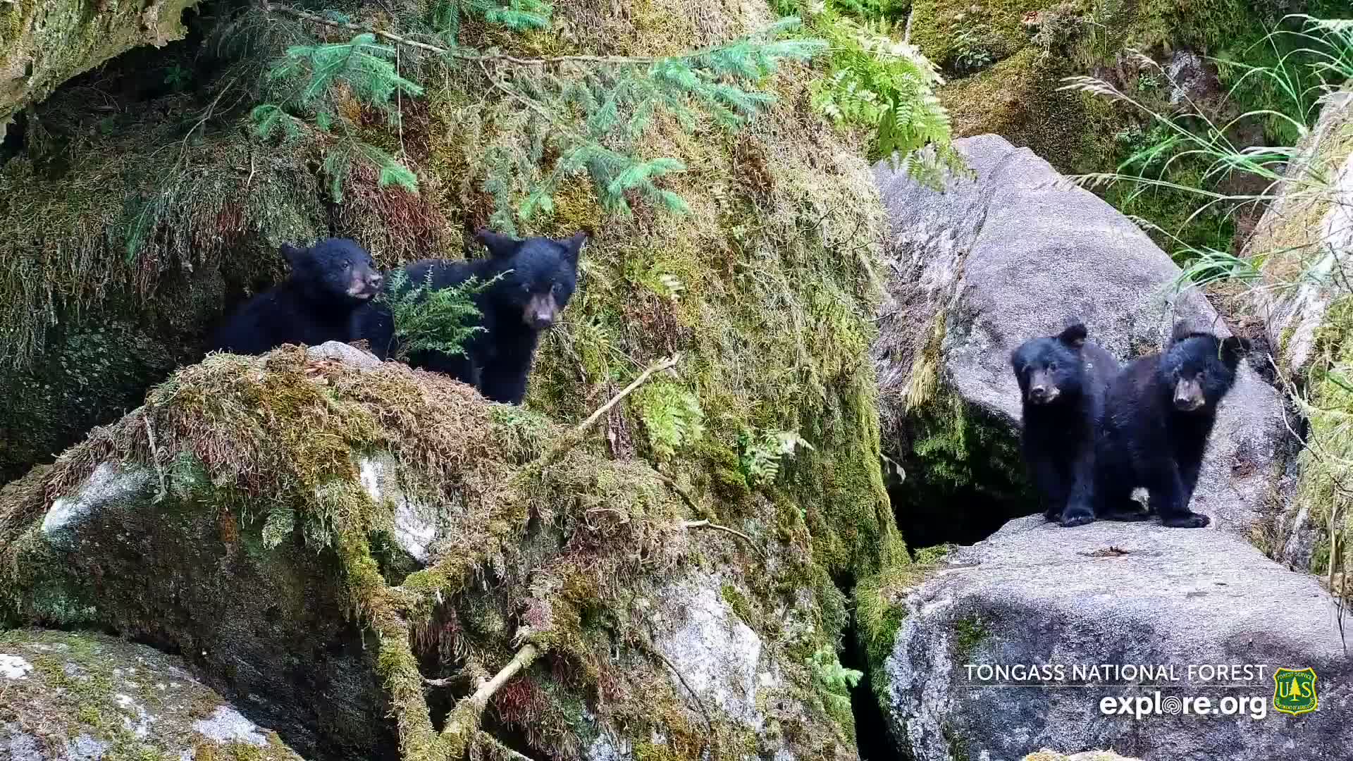 Anan Wildlife Observatory Lower Falls and Caves Snapshot taken by Grazer Girls | Explore.org